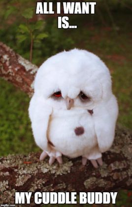 25 Cutest Cuddle Memes - SayingImages.com