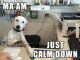 Top 25 Calm Down Memes Everybody's Sharing - SayingImages.com