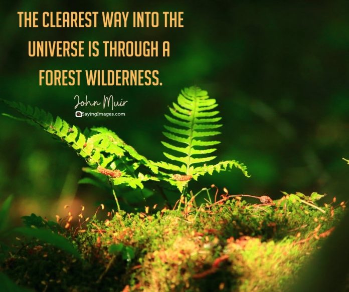 Trees Quotes