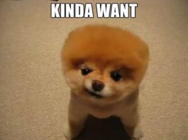 25 I Like You Memes That Will Make Her Blush - SayingImages.com