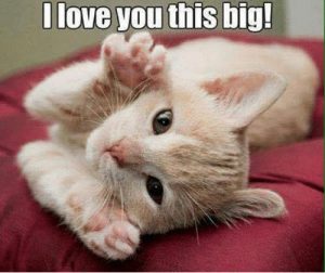 25 I Like You Memes That Will Make Her Blush - SayingImages.com