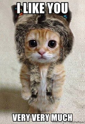 25 I Like You Memes That Will Make Her Blush - SayingImages.com