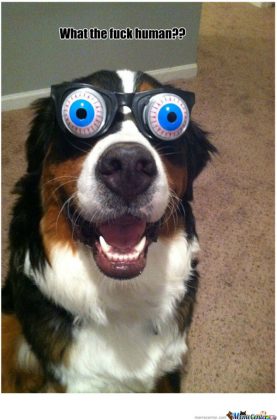 25 Surprised Face Memes That'll Totally Make Your Day - SayingImages.com