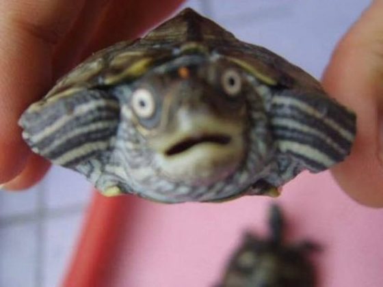 25 Surprised Face Memes That'll Totally Make Your Day - SayingImages.com