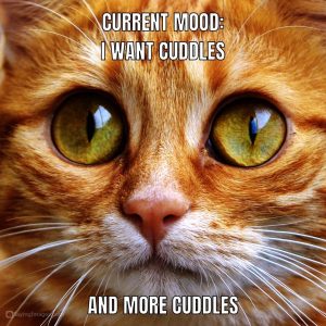 90 Cute And Sweet Cuddles Quotes - SayingImages.com