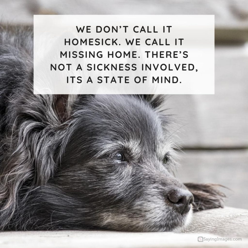 Quotes Archives - SayingImages.com