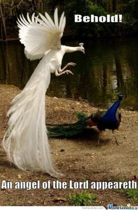 20 Angel Memes That Will Make Your Laugh Hysterically - SayingImages.com