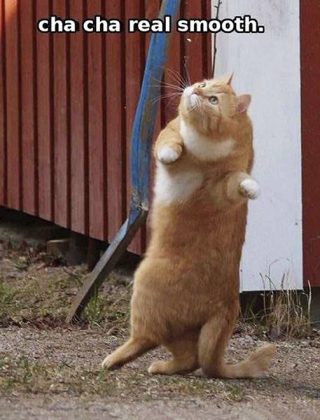 40 Happy Dance Memes to Put a Smile on Your Face - SayingImages.com