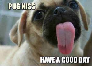 30 Have A Good Day Memes to Cheer You Up - SayingImages.com