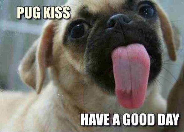 30 Have A Good Day Memes to Cheer You Up - SayingImages.com