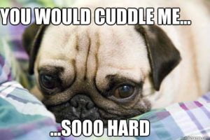 25 Cutest Cuddle Memes - SayingImages.com