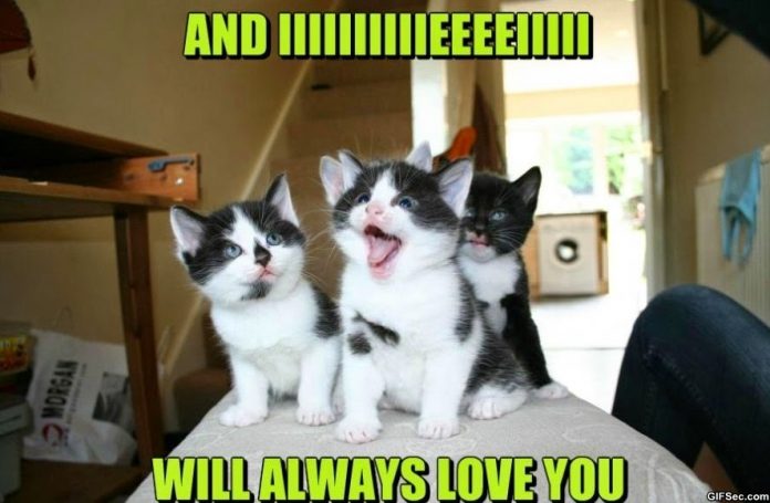 20 Very Sweet And Funny I Love You This Much Memes - SayingImages.com