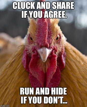 20 Chicken Memes That Are Surprisingly Funny - SayingImages.com