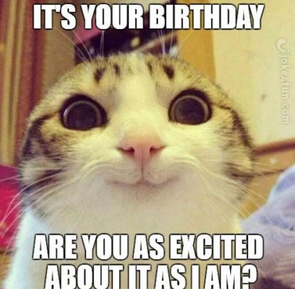 35 Cat Birthday Memes That Are Way Too Adorable - SayingImages.com