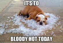 75 Happy Friday Memes That'll Make Your Weekend A Lot Better ...