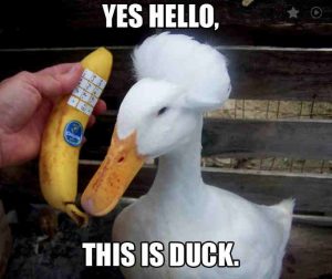 20 Totally Adorable Duck Memes You Won't Be Able To Resist ...