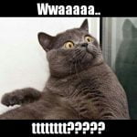 20 Surprised Memes to Give You Unexpected Happiness - SayingImages.com