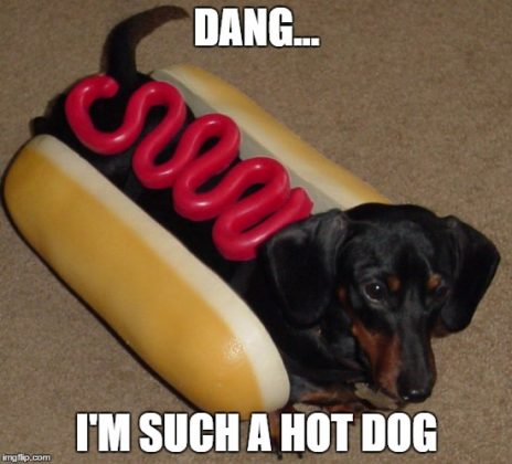 24 Dachshund Memes That Will Totally Make Your Day - SayingImages.com