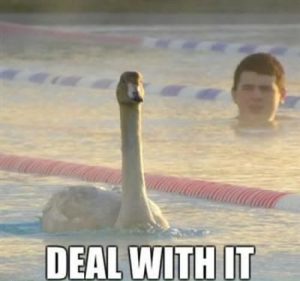 20 Totally Adorable Duck Memes You Won't Be Able To Resist ...