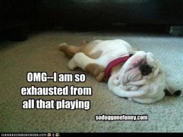 25 Exhausted Memes You'll Find Way Too Funny - SayingImages.com