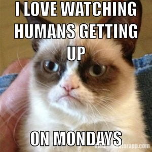 100 Funny Monday Memes To Start Your Week Right - SayingImages.com
