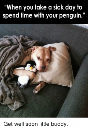 40 Funny Get Well Soon Memes To Cheer Up Your Dear One - SayingImages.com