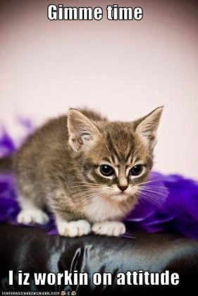 20 Cute Cat Memes to Put You in a Good Mood - SayingImages.com