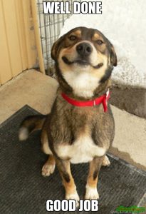 30 Good Job Memes to Make You Feel Proud - SayingImages.com