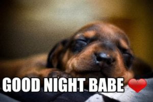 50 Cutest Goodnight Memes - SayingImages.com