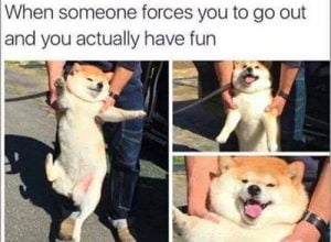 40 Happy Memes To Make You Feel A Whole Lot Better - SayingImages.com