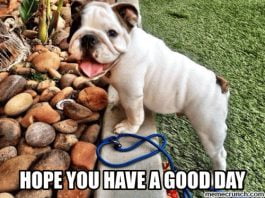 30 Have A Good Day Memes to Cheer You Up - SayingImages.com