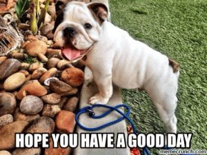 30 Have A Good Day Memes to Cheer You Up - SayingImages.com