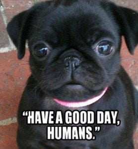 30 Have A Good Day Memes to Cheer You Up - SayingImages.com