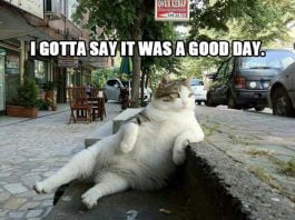 30 Have A Good Day Memes to Cheer You Up - SayingImages.com