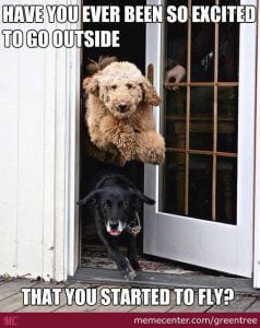 50 Best I'm So Excited Memes - SayingImages.com