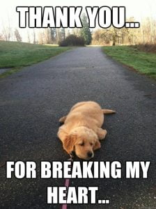 20 Heartbroken Memes to Cheer You Up - SayingImages.com