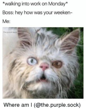 100 Funny Monday Memes To Start Your Week Right - SayingImages.com