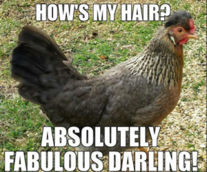 20 Chicken Memes That Are Surprisingly Funny - SayingImages.com