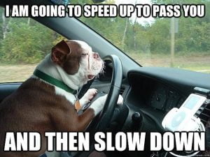 20 Most Hilarious Driving Memes - SayingImages.com