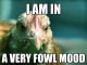 20 Chicken Memes That Are Surprisingly Funny - SayingImages.com