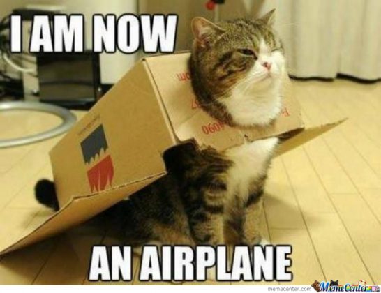 20 Cute Cat Memes to Put You in a Good Mood - SayingImages.com