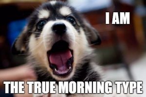 80 Good Morning Memes To Kickstart Your Day - SayingImages.com