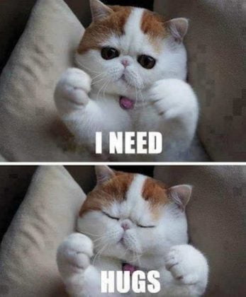 20 Cute Cat Memes to Put You in a Good Mood - SayingImages.com