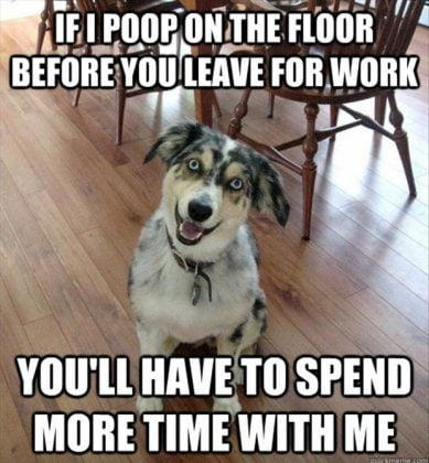 30 Poop Memes You Just Need to See Right Now - SayingImages.com