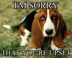 40 Adorable I'm Sorry Memes People Won't Be Able To Resist ...