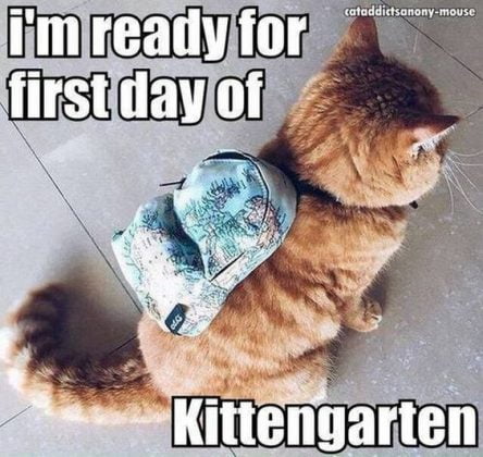 20 Cute Cat Memes to Put You in a Good Mood - SayingImages.com