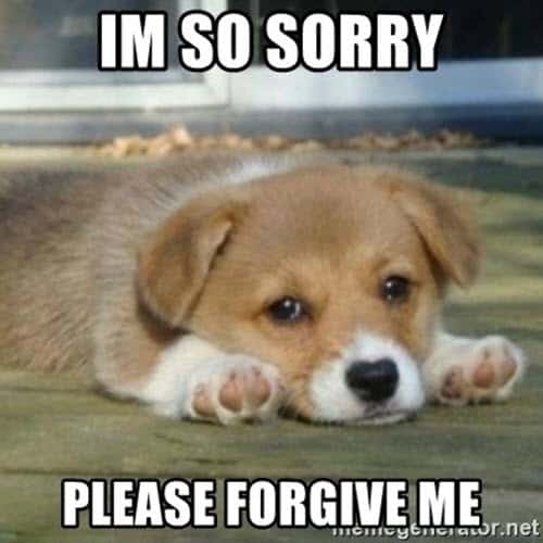 40 Adorable I m Sorry Memes People Won t Be Able To Resist