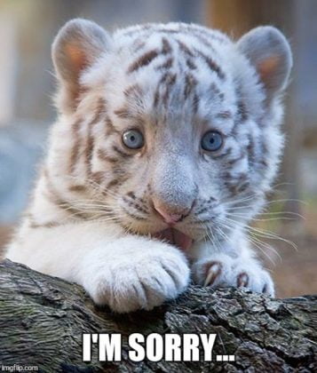 40 Adorable I'm Sorry Memes People Won't Be Able To Resist ...