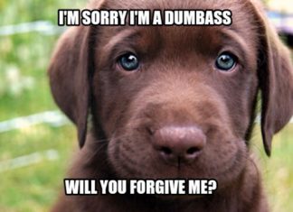 40 Adorable I'm Sorry Memes People Won't Be Able To Resist ...