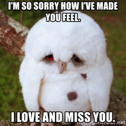 40 Adorable I'm Sorry Memes People Won't Be Able To Resist ...